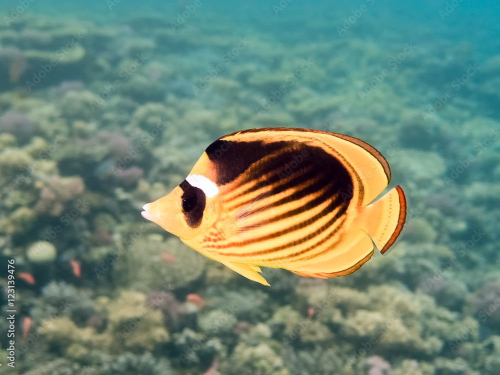 Fish-butterfly.Marine Life in the Red Sea Stock Photo | Adobe Stock