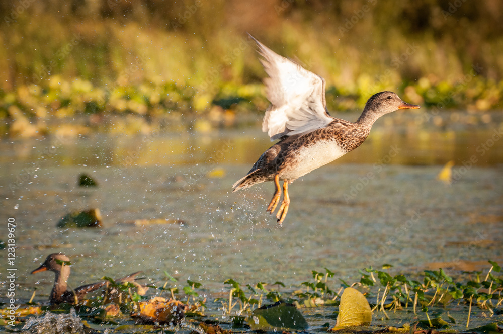 Duck Flying Over Pond Stock Photo | Adobe Stock