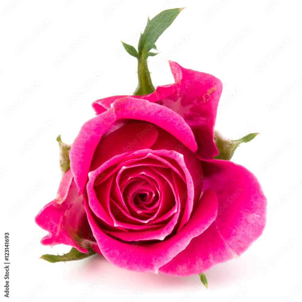 pink rose flower head isolated on white background cutout Stock Photo ...