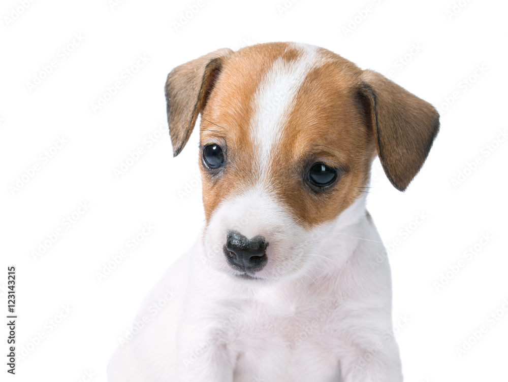Jack Russell Terrier puppy isolated on white background Stock Photo ...