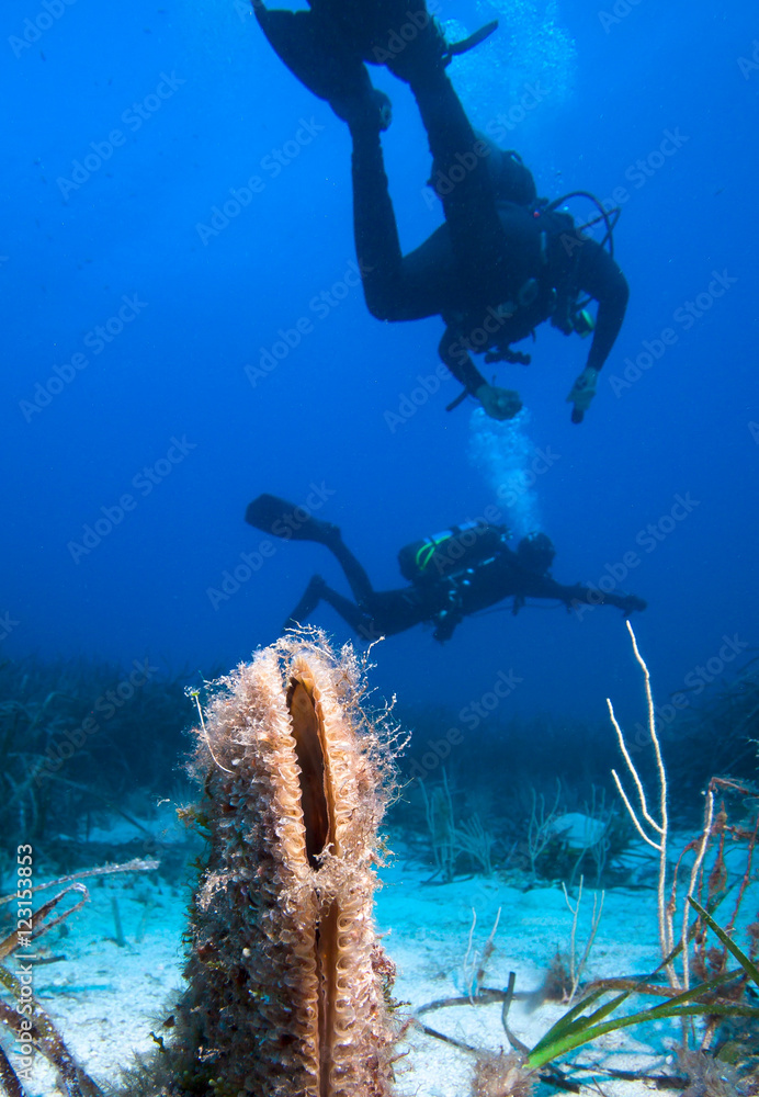 Divers and Noble pen shell, Pinna nobilis, a marine bivalve mollusc of ...