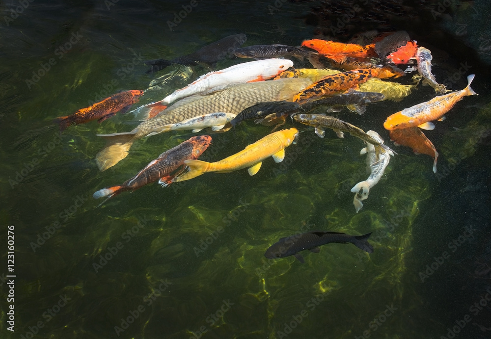 Karp fish in pond Stock Photo | Adobe Stock