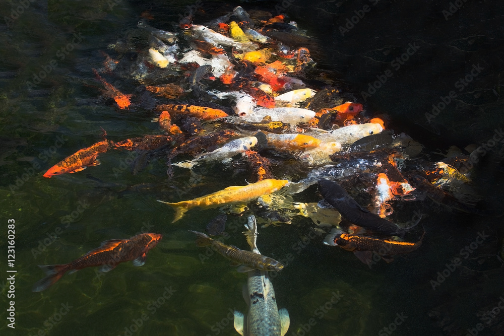 Karp fish feeding Stock Photo | Adobe Stock