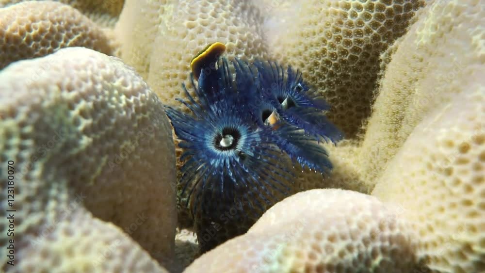 Underwater marine life, a blue christmas tree worm, Spirobranchus ...