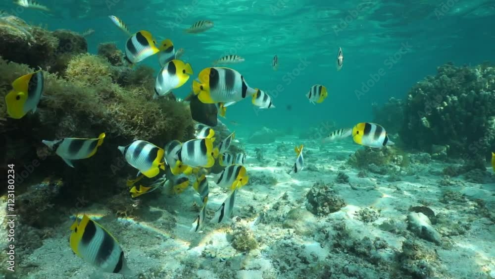 Tropical shoal of fish, Pacific double-saddle butterflyfish, Chaetodon ...