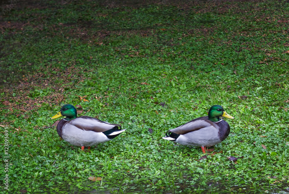 Dos patos, uno frente al otro dándose la espalda foto de Stock | Adobe ...