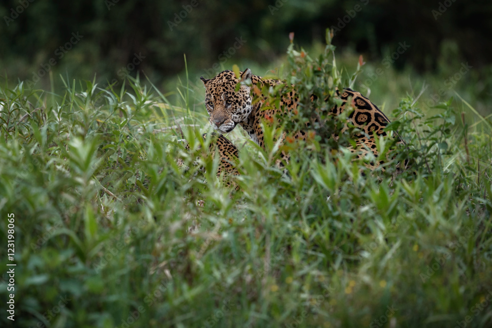 American jaguars mating in the nature habitat, panthera onca, wild ...