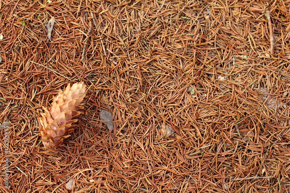 cone on forest litter/ flat layout of a pile of fallen needles on small ...