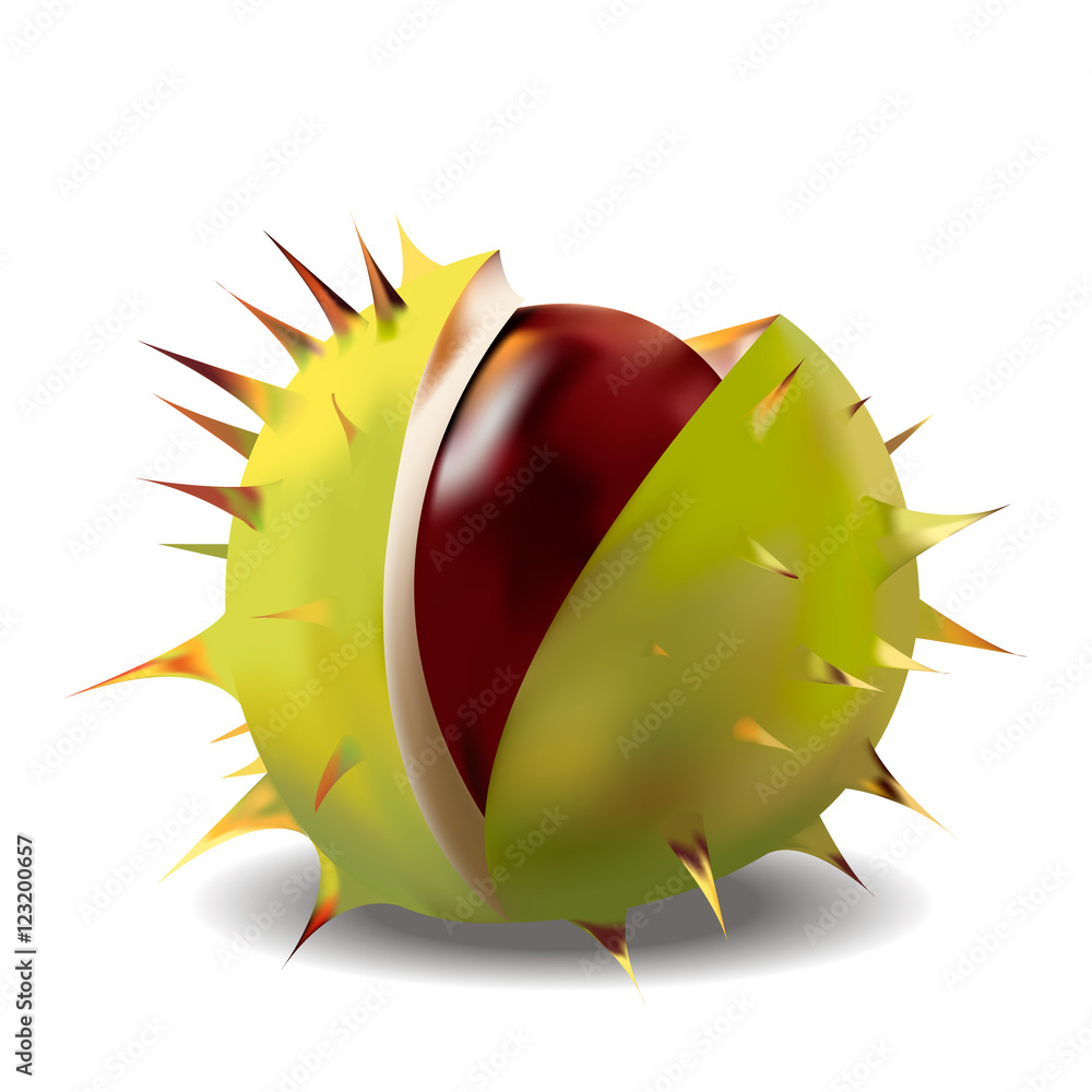 seed chestnut, chestnut, walnut, vector graphics Stock Vector | Adobe Stock