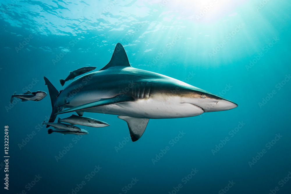 Underwater view of sharks Stock Photo | Adobe Stock