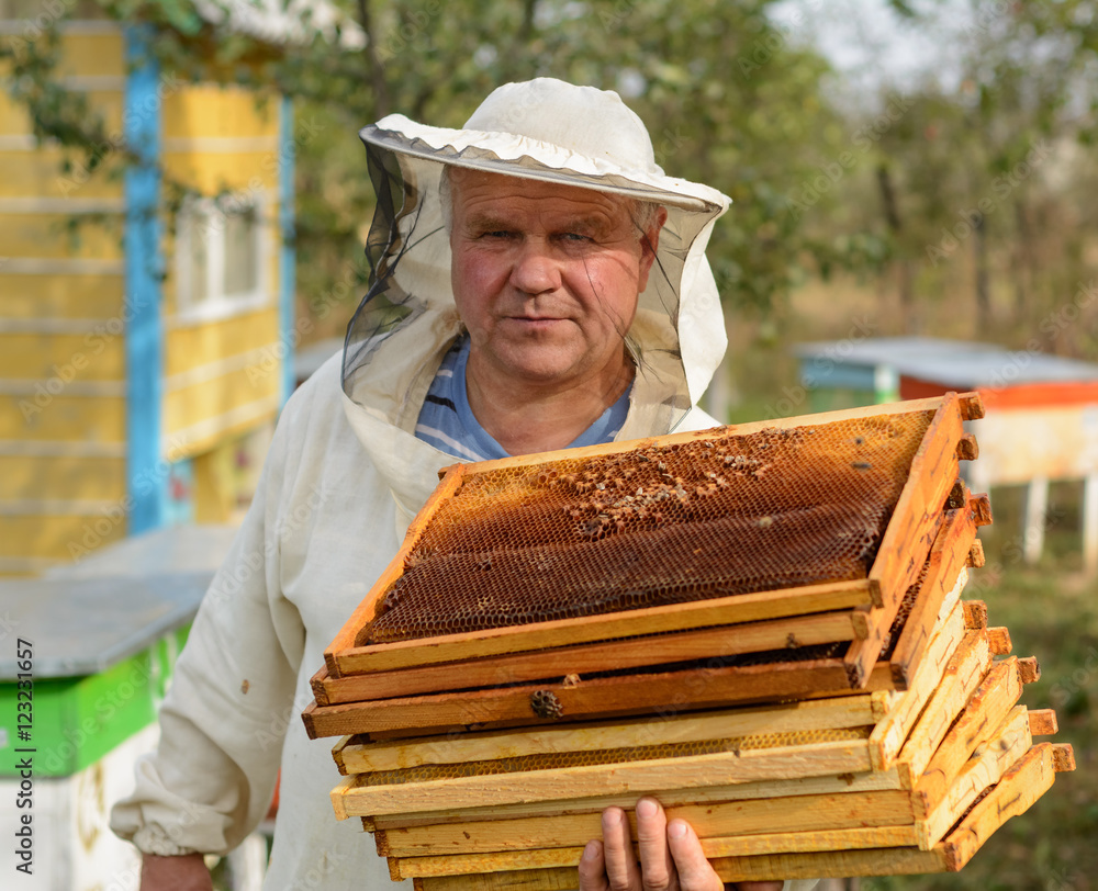 Beekeeper is working with bees and beehives on the apiary. Stock Photo ...