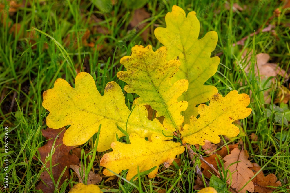 Yellow oak leaves in green grass. Bright colors of autumn. Fall foliage ...