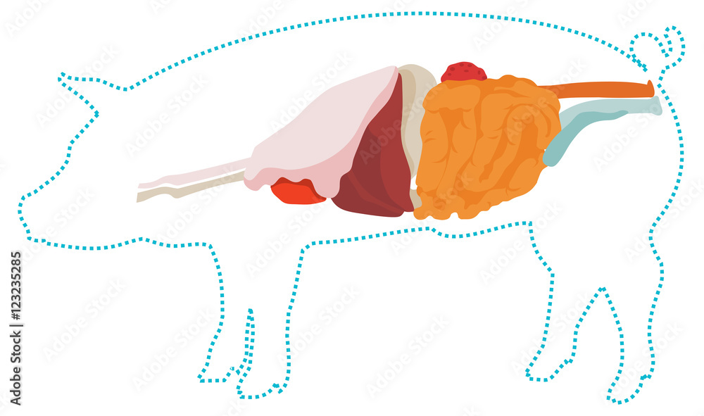 Vector pig anatomy. digestive system. Stock Vector | Adobe Stock