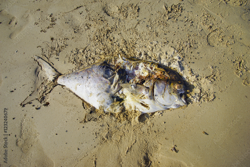 Death fish on the beach, global warming extinction Stock Photo | Adobe ...