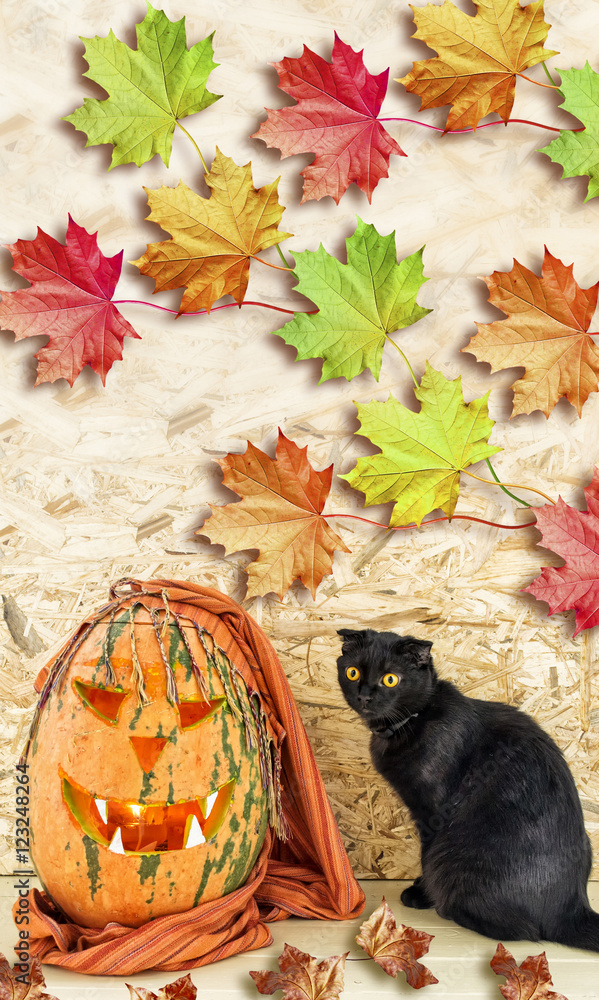 Card Halloween. Black cat and orange pumpkin. Stock Photo | Adobe Stock