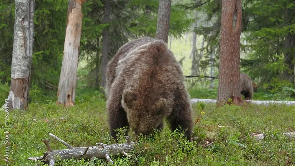 Bear digging the ground to find some food Stock Video | Adobe Stock