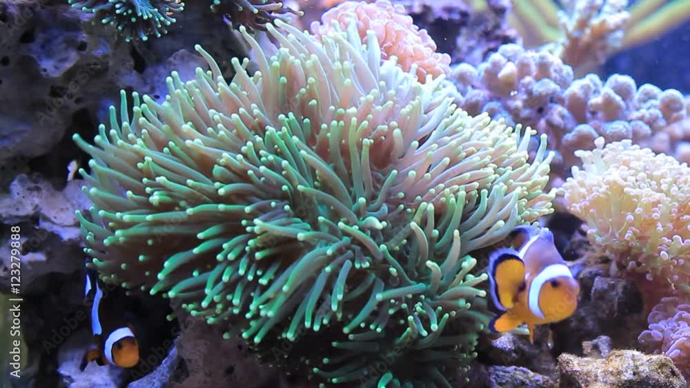 Real nemo in Coral Reef Aquarium Tank (Amphiprion Ocellaris) Stock ...