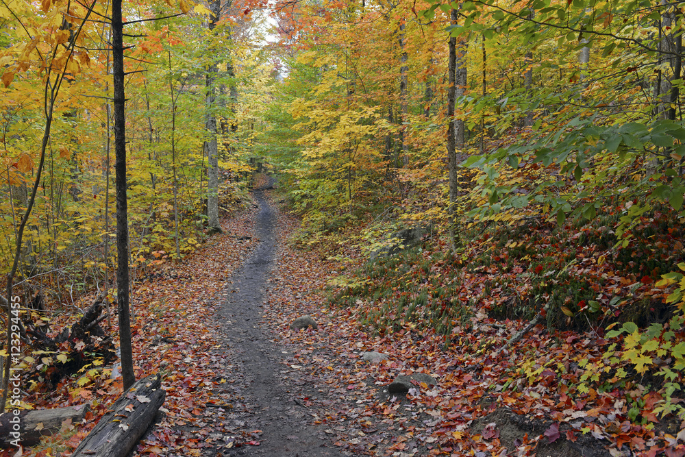 Autumn foliage with red, orange and yellow fall colors in a Northeast ...