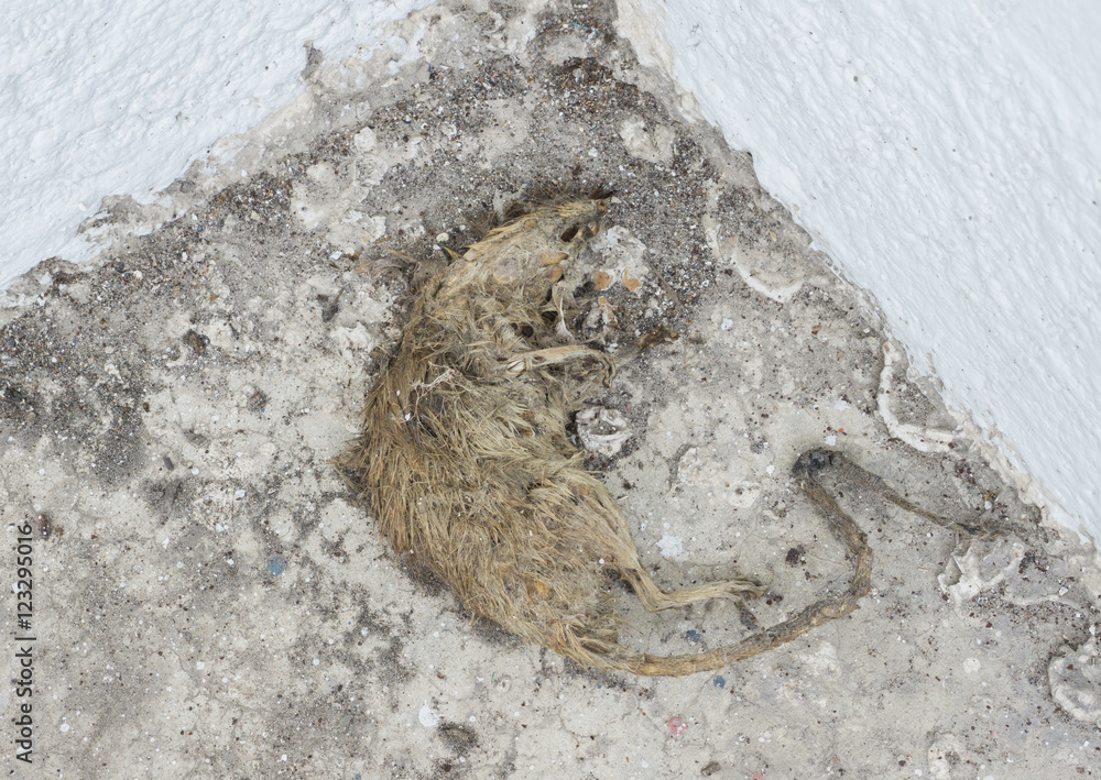 Dead rat carcass Stock Photo | Adobe Stock
