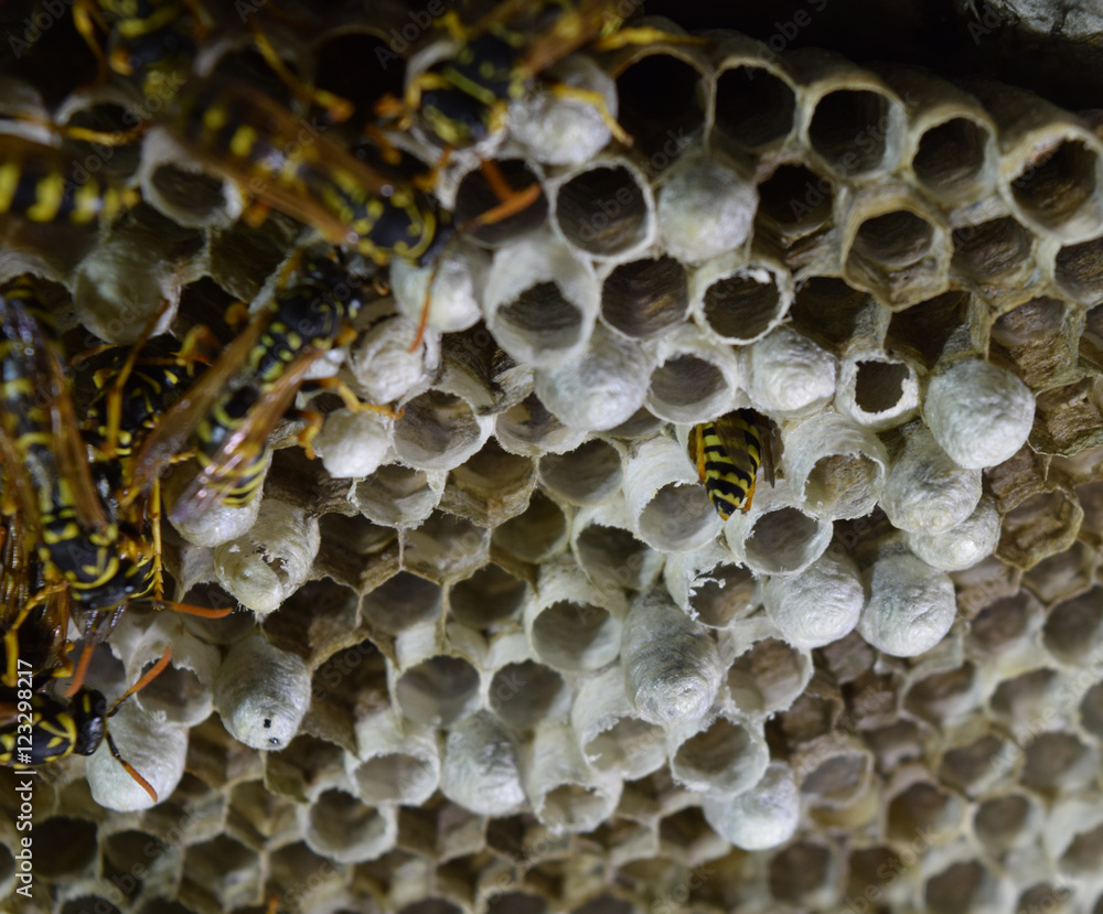 Wasp nest with wasps sitting on it. Wasps polist. The nest of a family ...