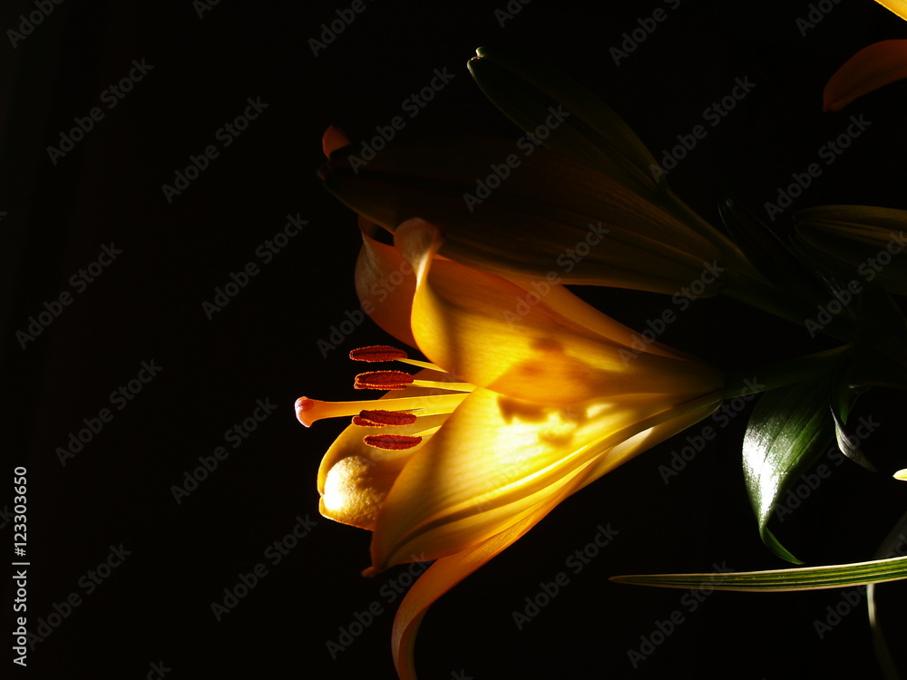 Zephyranthes lily flower. Common names for species in this genus ...
