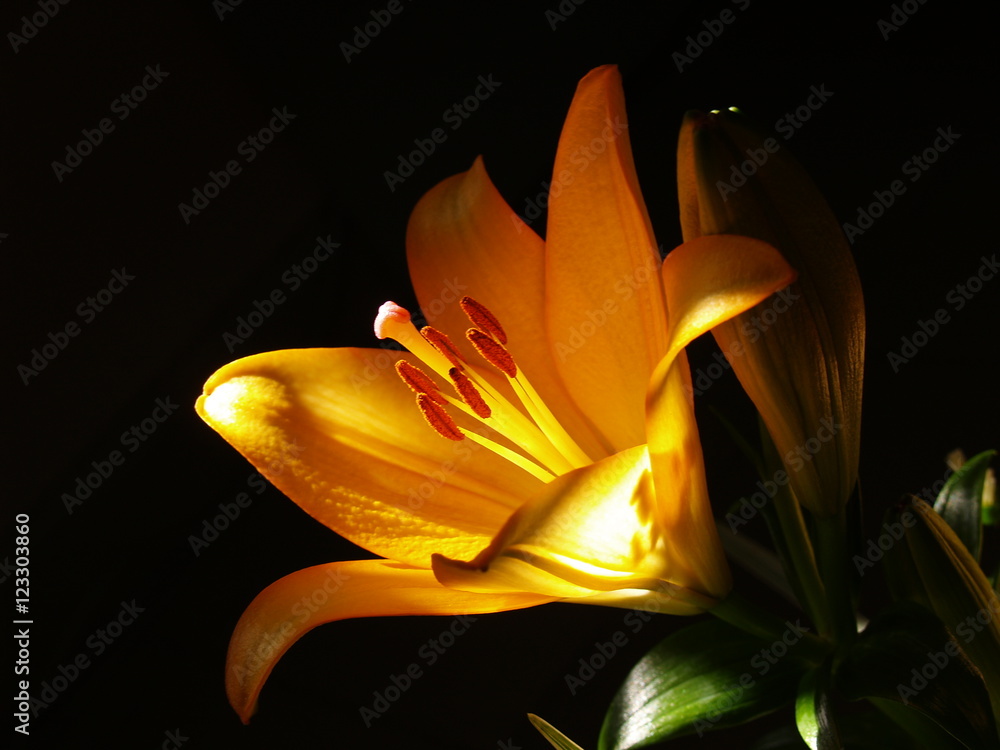Zephyranthes lily flower. Common names for species in this genus ...