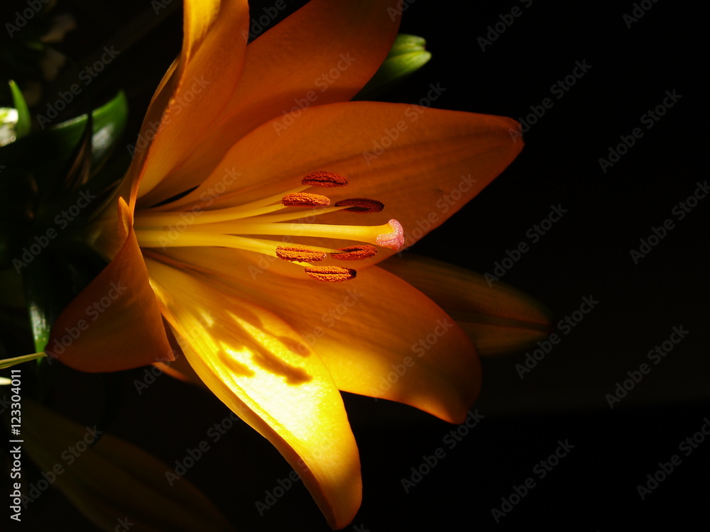 Zephyranthes lily flower. Common names for species in this genus ...