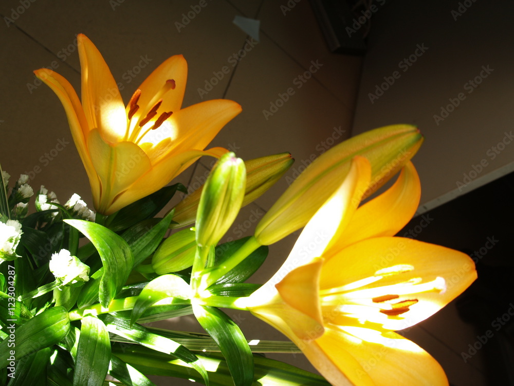 Zephyranthes lily flower. Common names for species in this genus ...