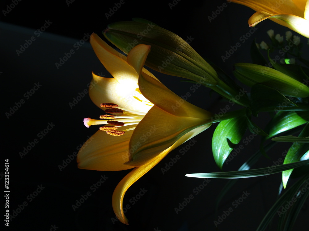 Zephyranthes lily flower. Common names for species in this genus ...