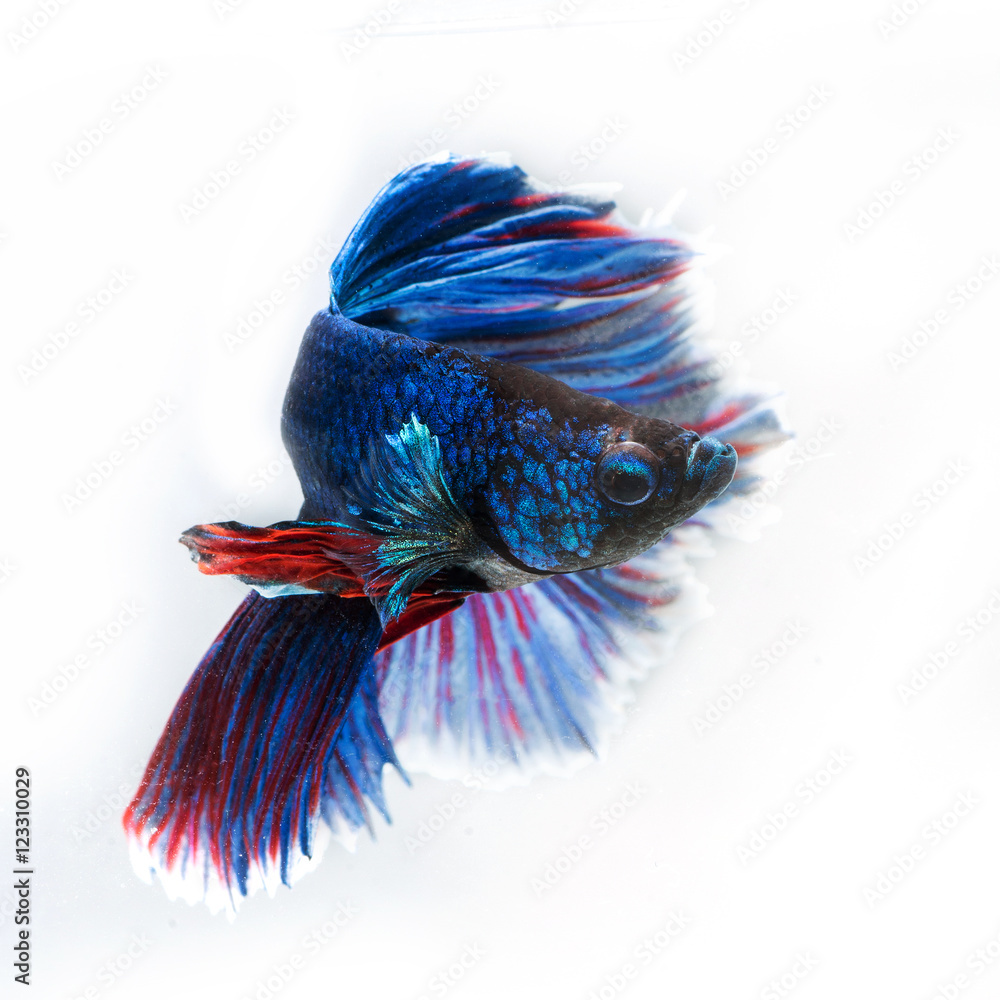 Siamese fighting fish isolated on white background. Betta fish Stock ...