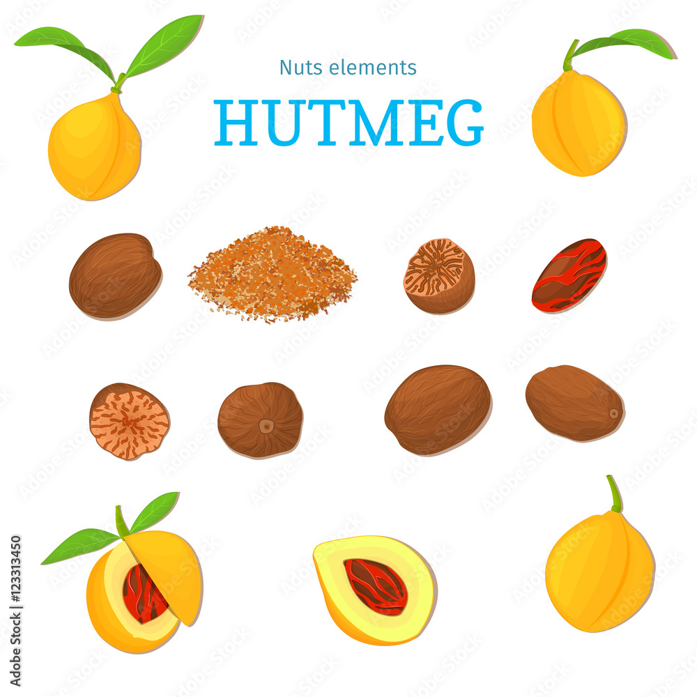 Vector set of nuts. Nutmeg spice fruit, whole, peeled, piece of ground ...