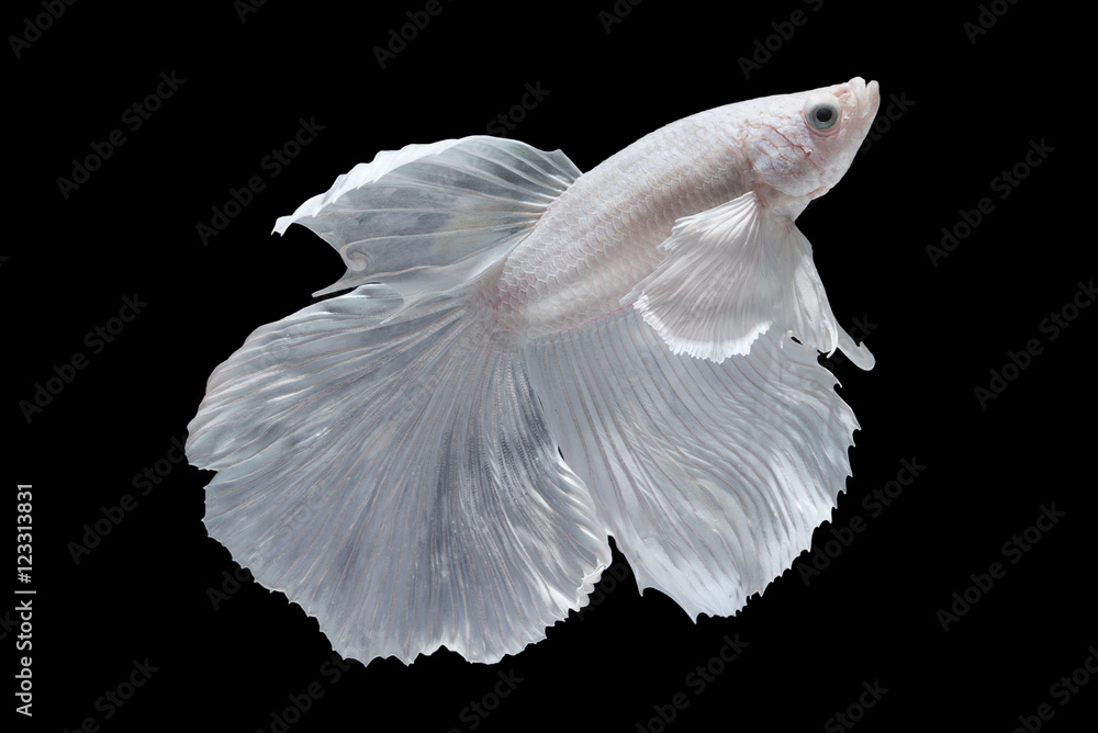 White Halfmoon Betta fish Stock Photo | Adobe Stock