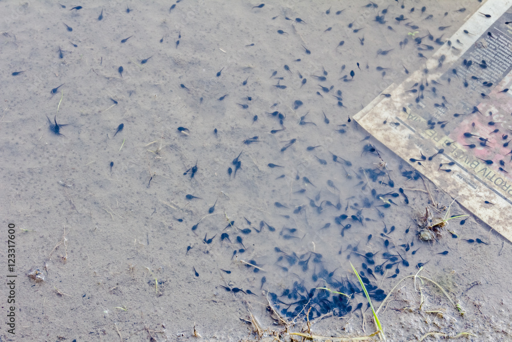 Tadpoles are swimming in a shallow pond Stock Photo | Adobe Stock