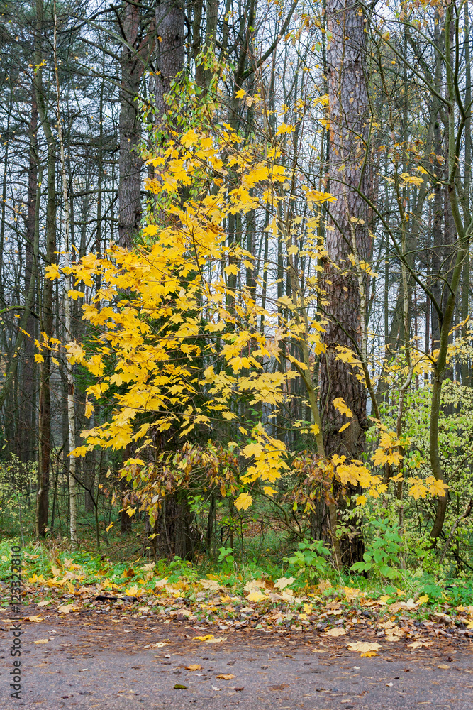 Forest landscape in cloudy and rainy autumn day Stock Photo | Adobe Stock