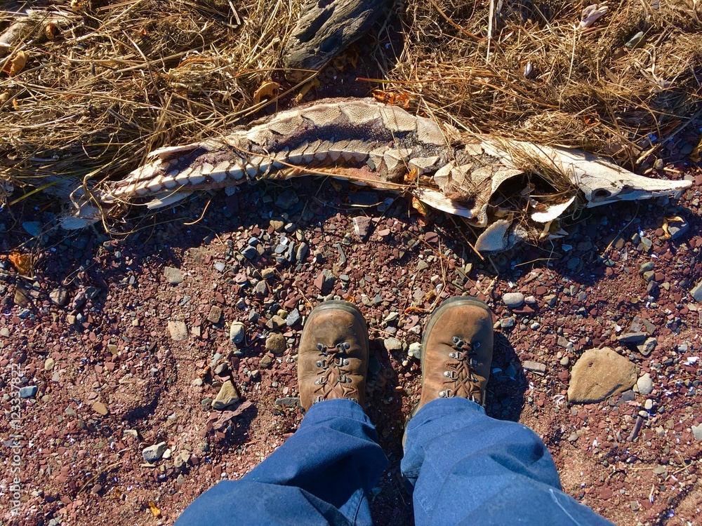 carcase foto de Stock | Adobe Stock