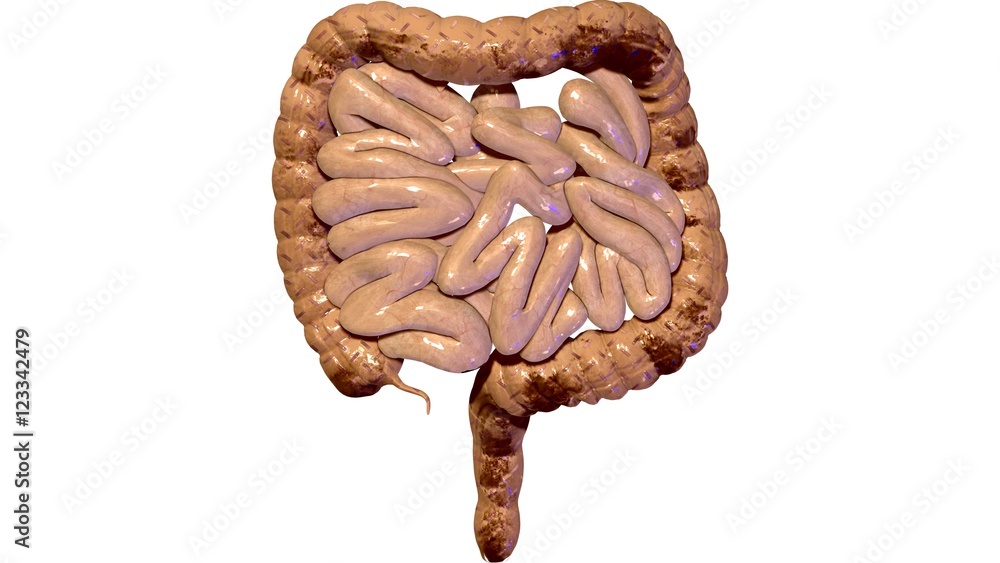Real Human Small Intestine