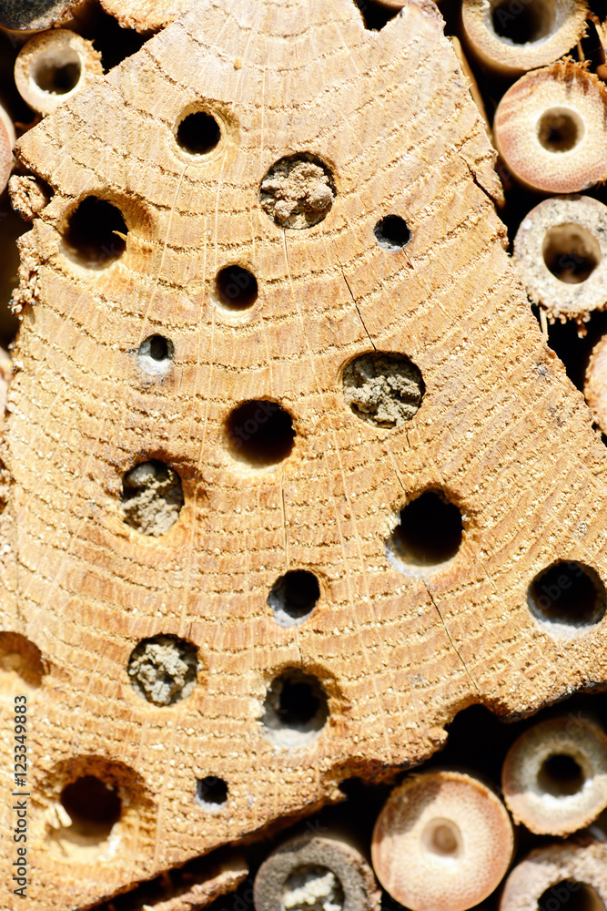 closed nest holes of Insect shelter of wild solitary bees Stock Photo ...