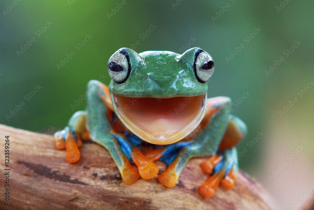 Portrait of a Javan gliding tree frog with mouth open, Indonesia Stock ...