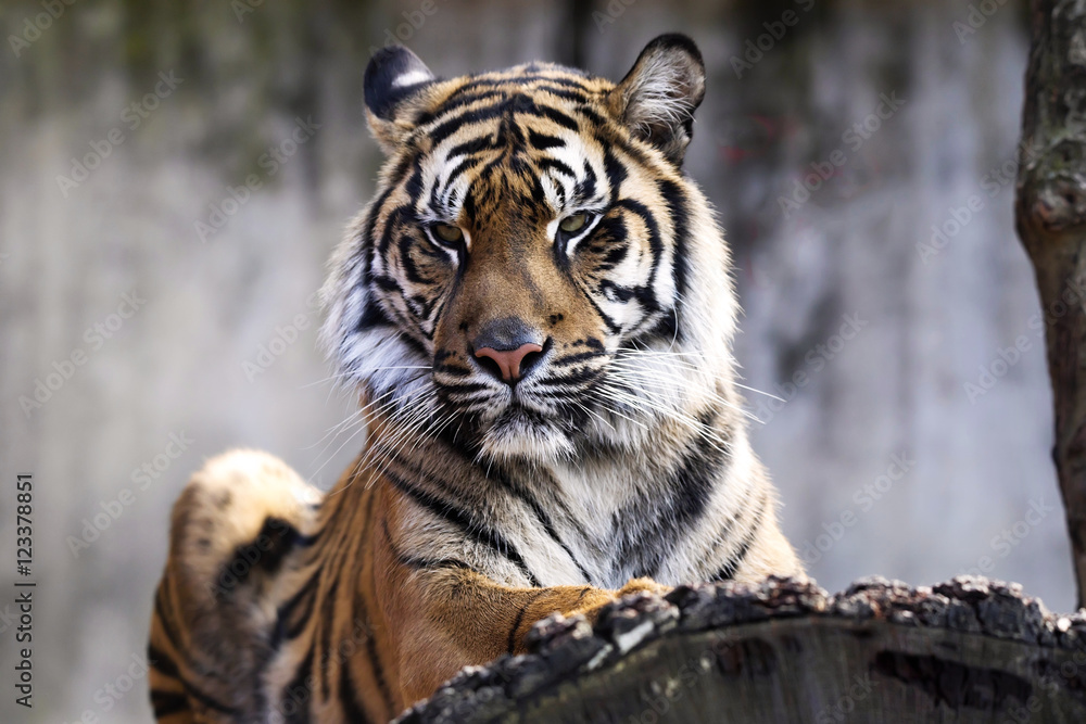 female Sumatran tiger, Panthera tigris sumatrae Stock Photo | Adobe Stock