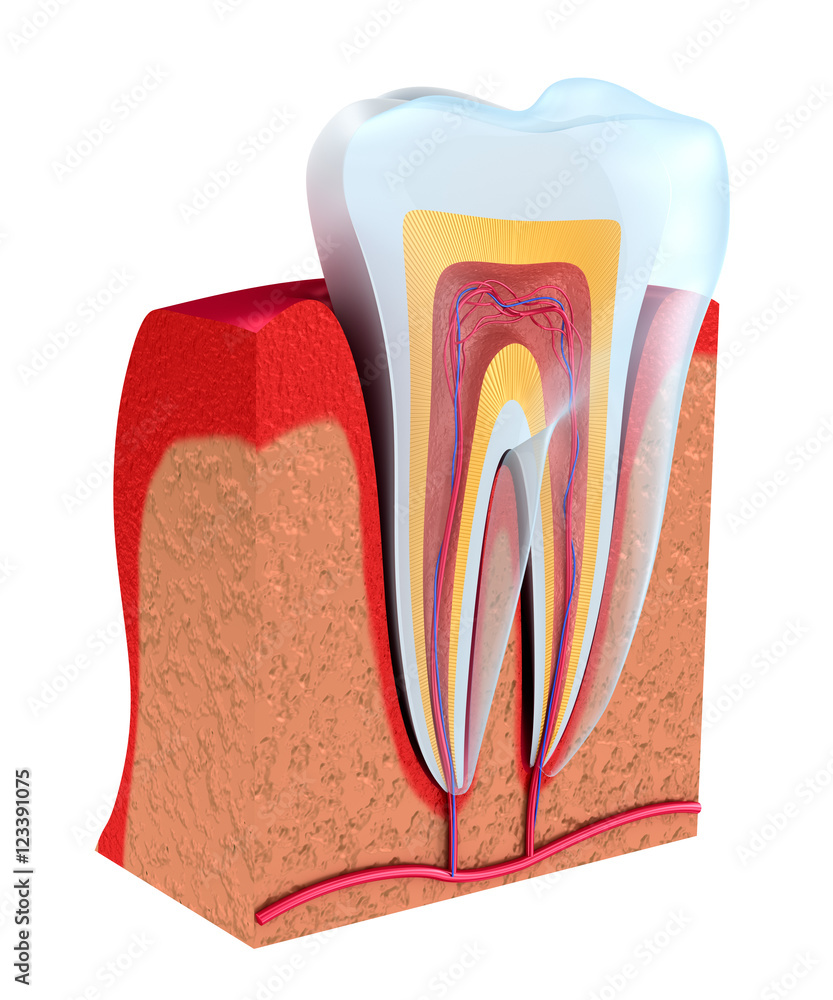 Section of the tooth. pulp with nerves and blood vessels. 3D ...