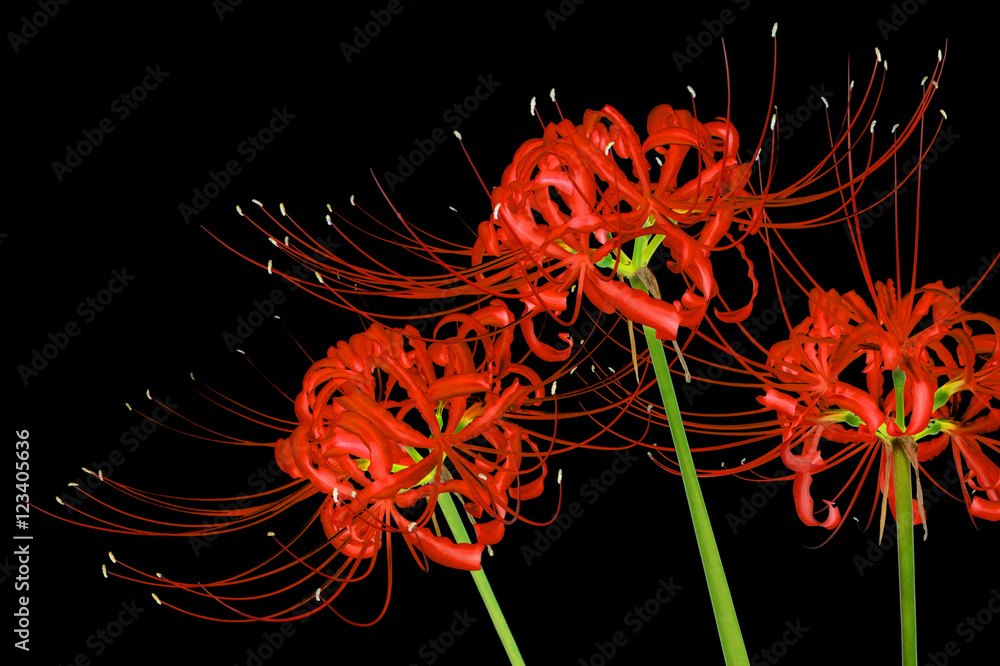 Beautiful red spider lily flowers, or Lycoris radiata, isolated on ...
