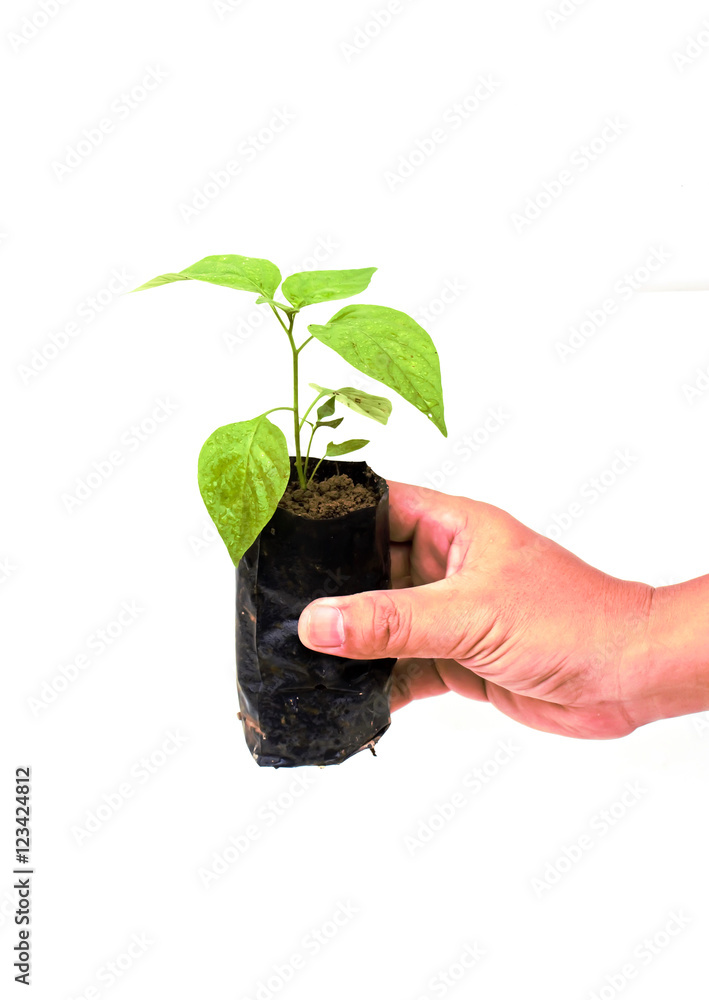 Hand holding small young tree isolated on white background. Stock Photo ...
