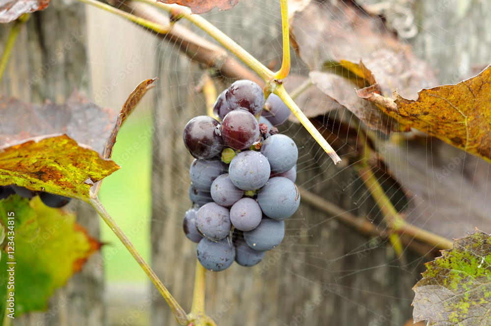 cluster of grapes behind a spider web Stock Photo | Adobe Stock