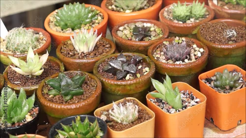 Watering different types of cactus using water spraying bottle vídeo do ...