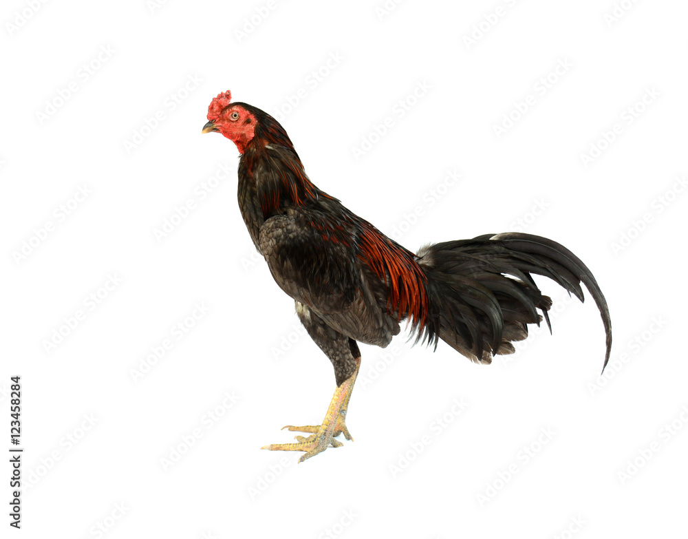 Chicken fight isolated on white background. Stock Photo | Adobe Stock