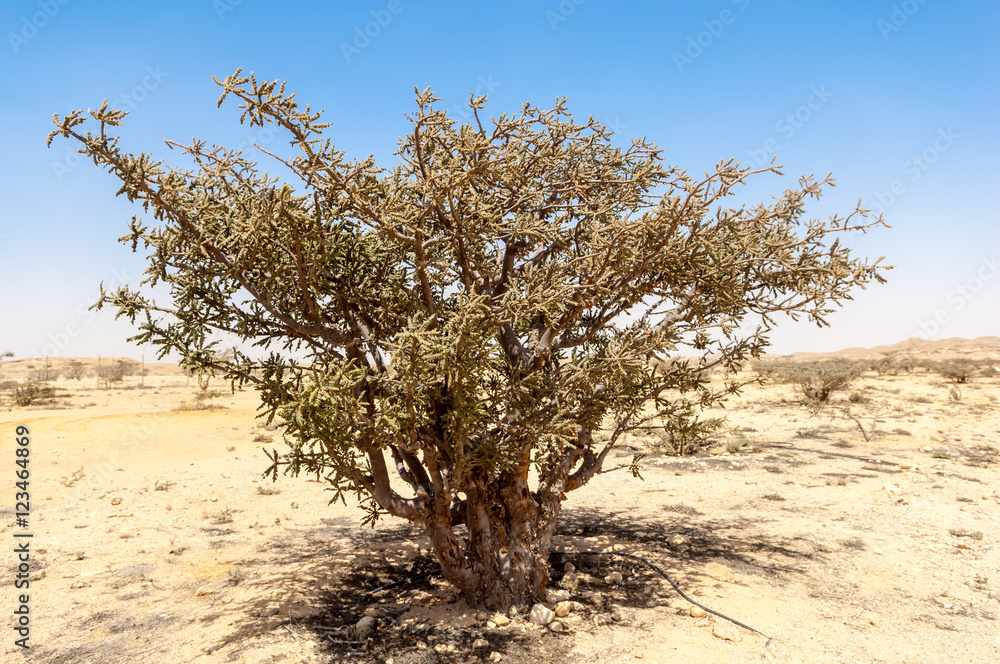 Frankincense trees at unesco world heritage site of Wadi Dawkah ...