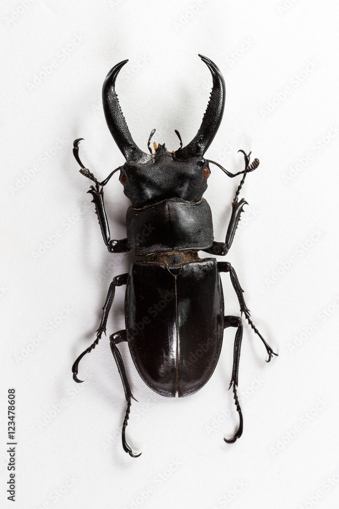 Stag Beetle (Hexarthrius nigritus) Top view and white background Stock ...