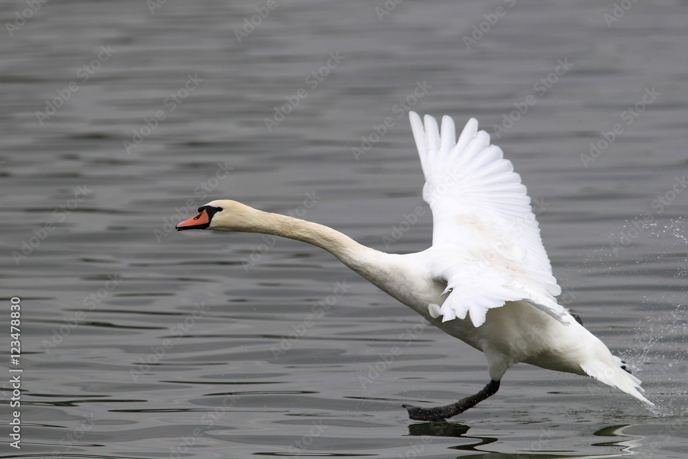 Swan is taking off from water. Swan running on water.River Danube in ...