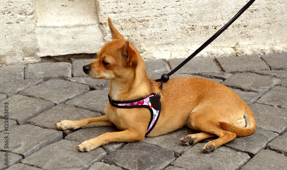 Basenji dog known as the barkless dog Stock Photo | Adobe Stock