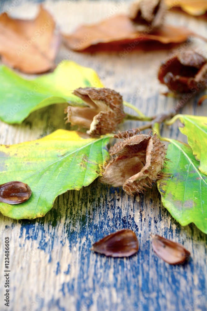 Herbstzeit - Buchenblätter und Bucheckern der Rotbuche Stock-Foto ...
